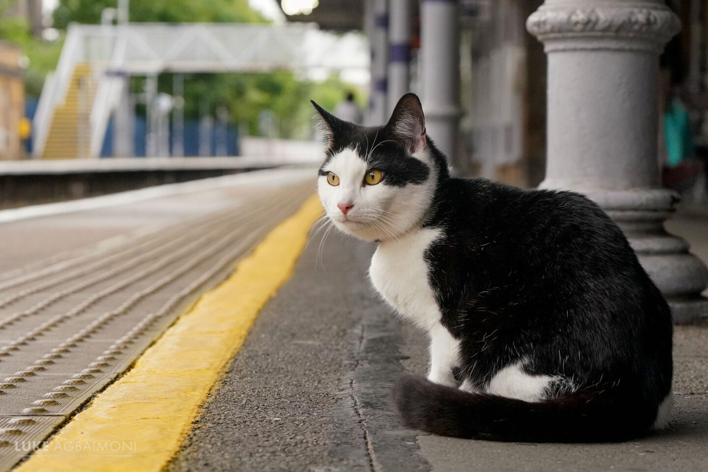 The Catford Cat - London Photography - Tube Mapper